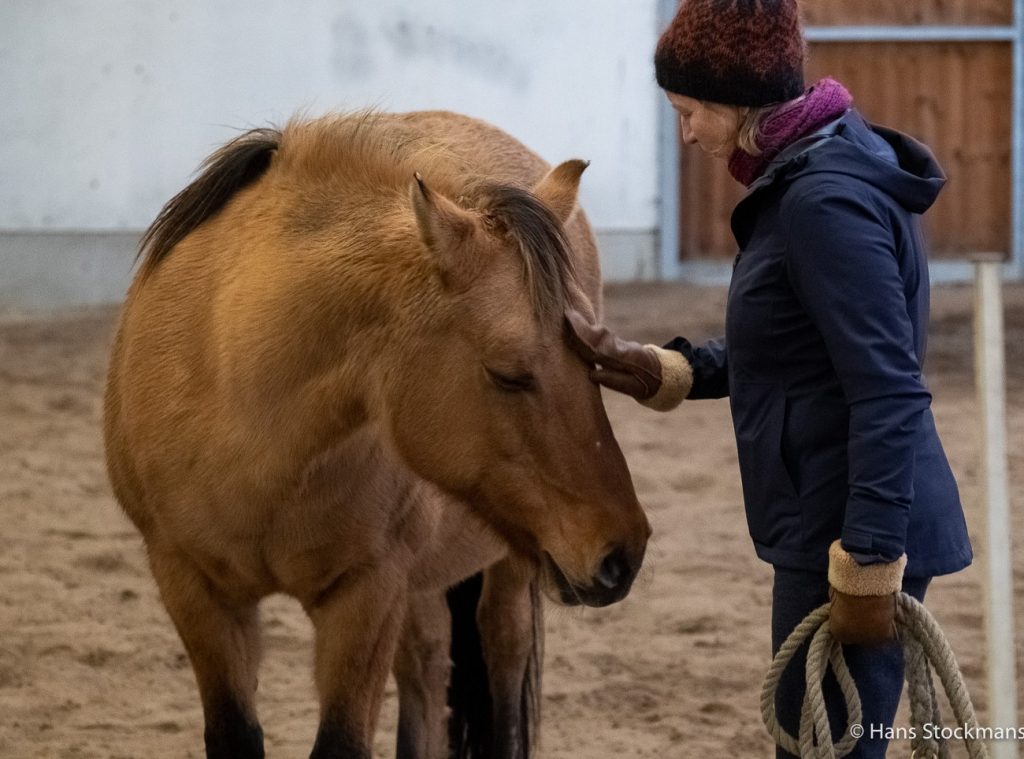 The Power of Horse Assisted Solution Focused Coaching - Equoia ...